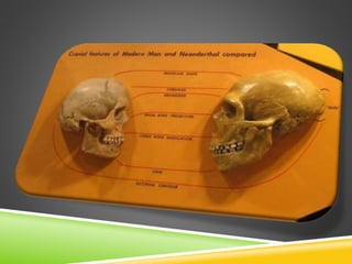 The origins of Language - Animals and Human Language | PPT