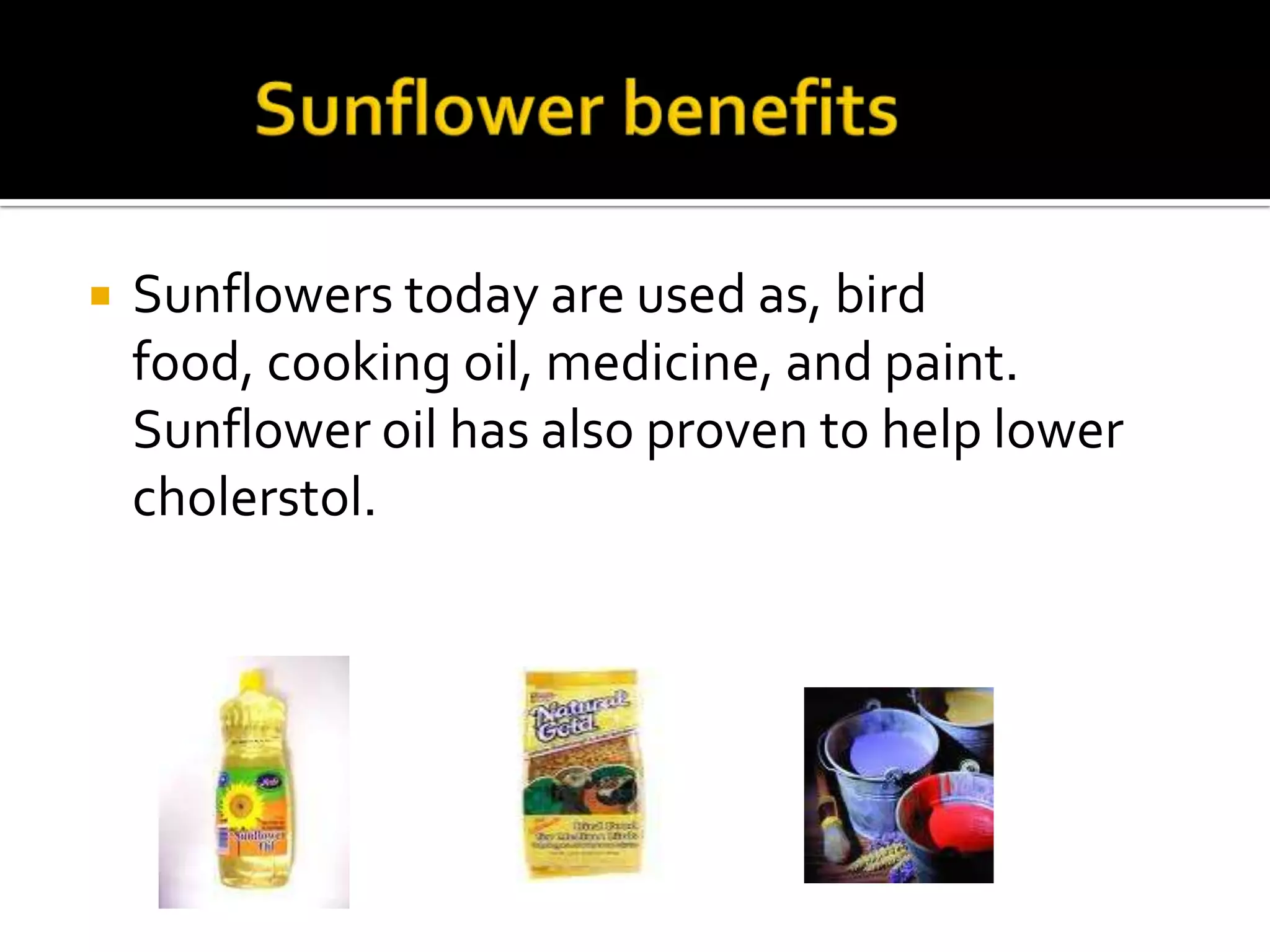 The sunflower | PPTX