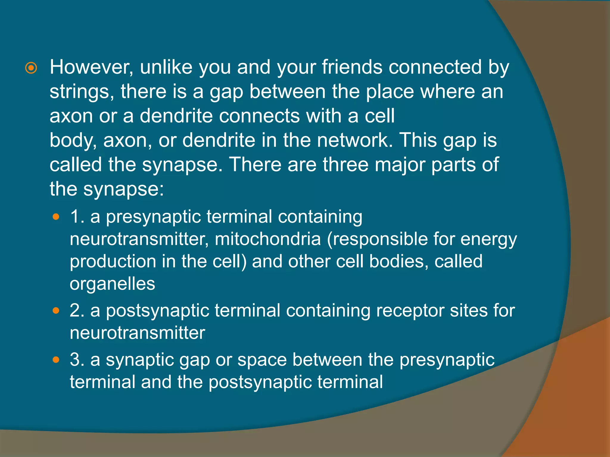 The Synapse And The Presynaptic And Postsynaptic Terminals | PPTX