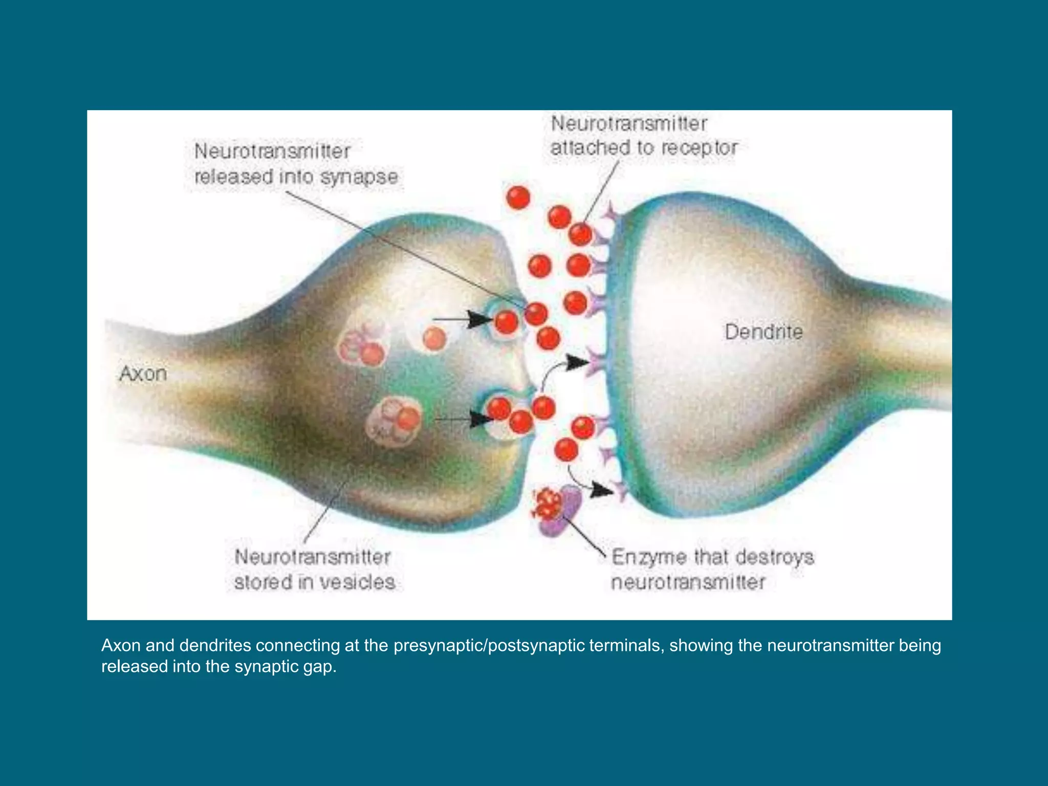 The Synapse And The Presynaptic And Postsynaptic Terminals | PPTX