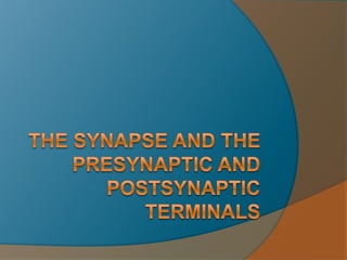The Synapse And The Presynaptic And Postsynaptic Terminals | PPTX