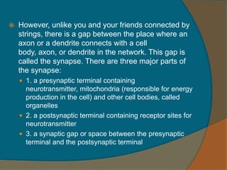 The Synapse And The Presynaptic And Postsynaptic Terminals | PPTX