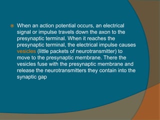The Synapse And The Presynaptic And Postsynaptic Terminals | PPTX