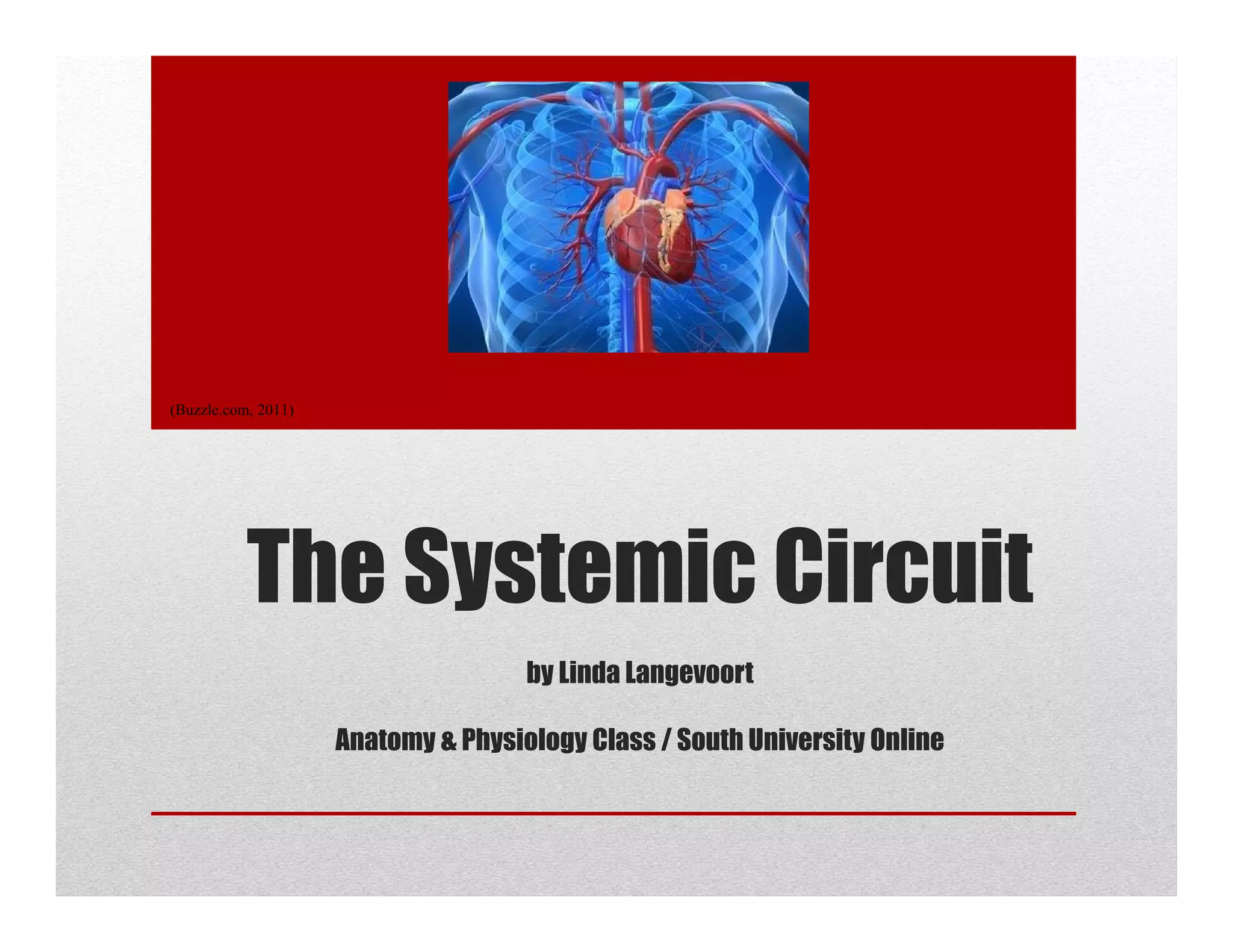 The Systemic Circuit | PDF