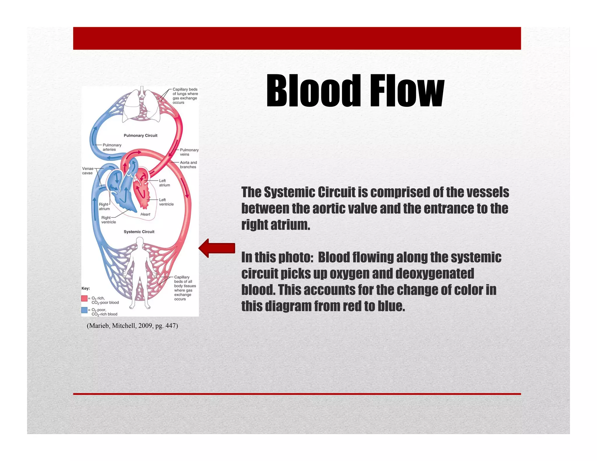 The Systemic Circuit | PDF