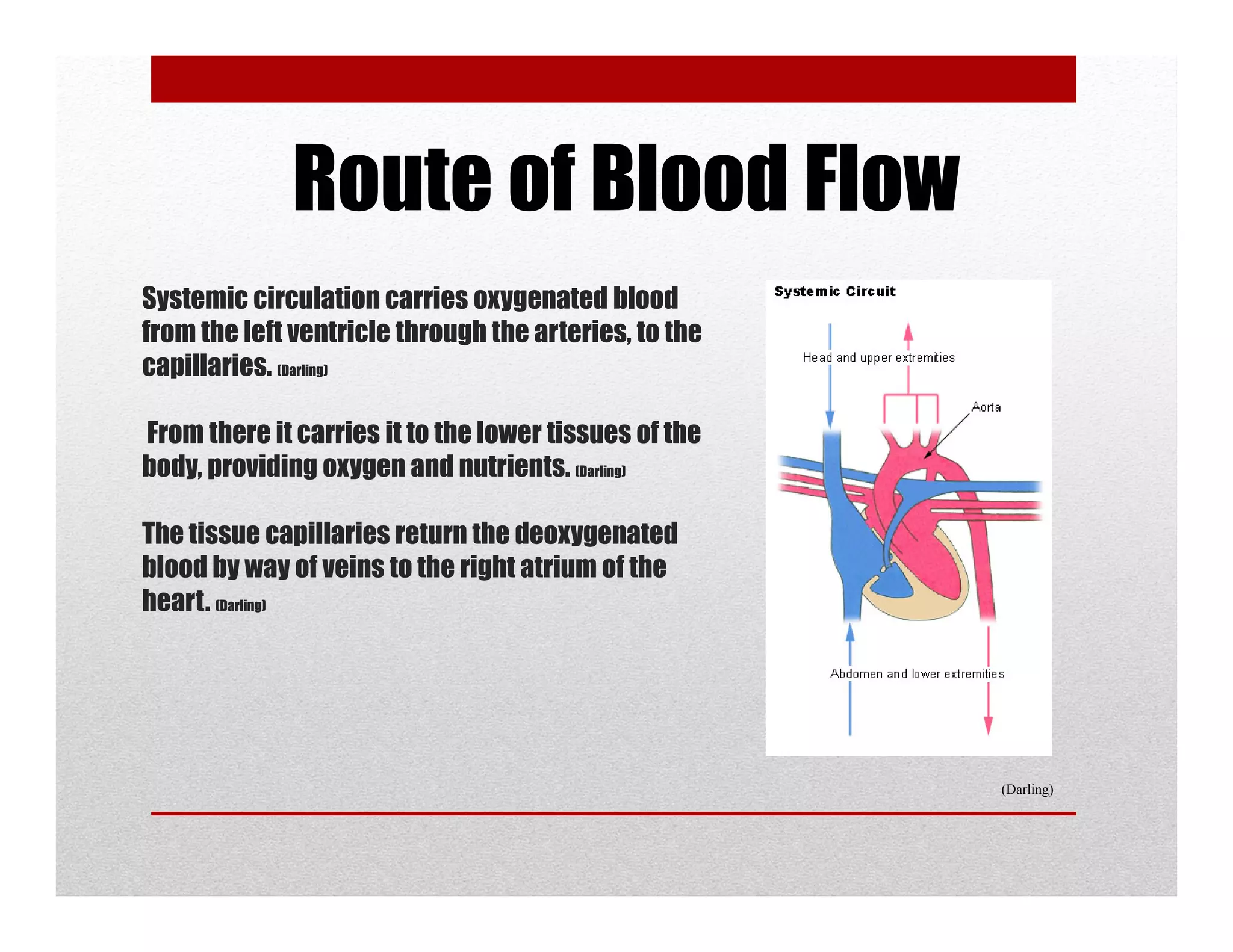 The Systemic Circuit | PDF