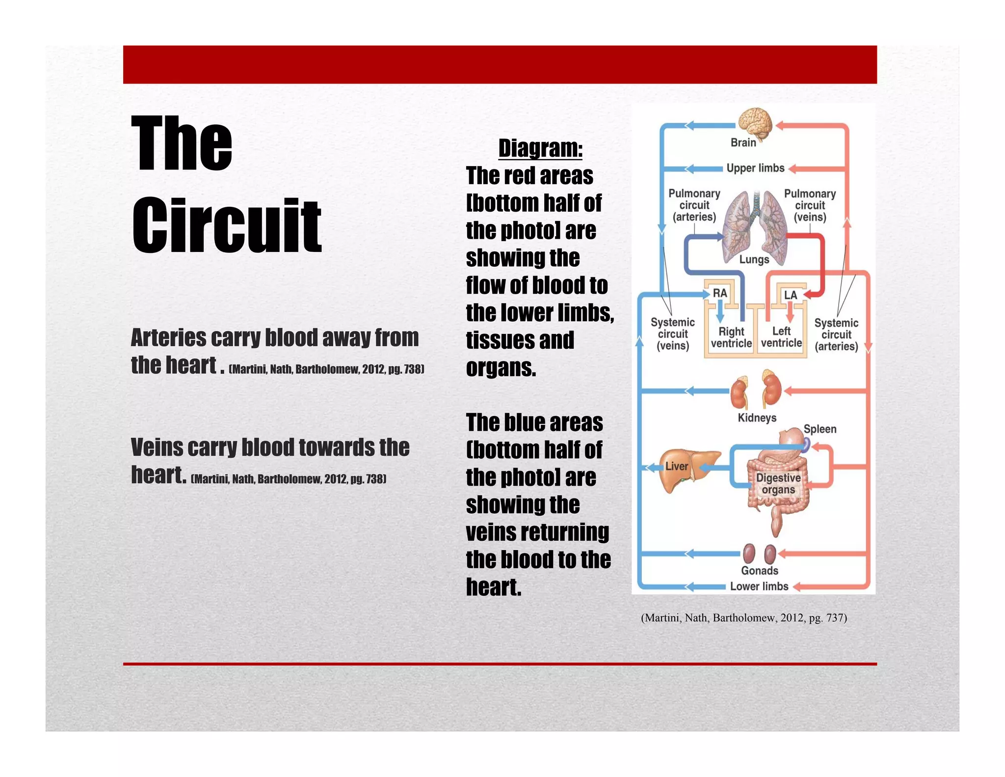 The Systemic Circuit | PDF