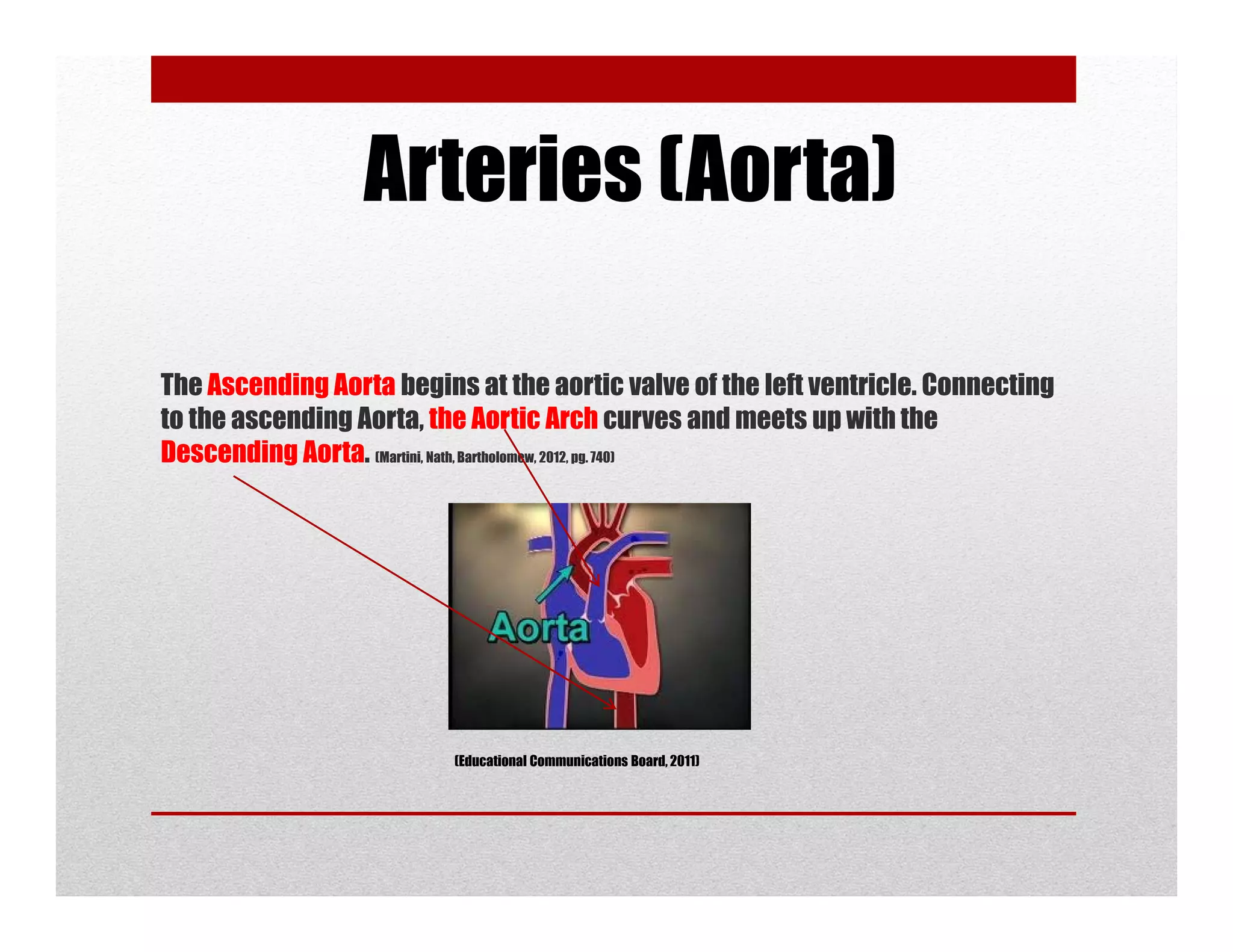 The Systemic Circuit | PDF