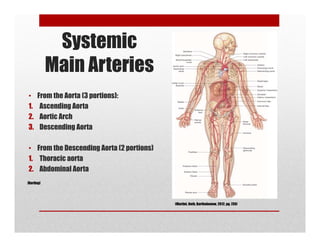 The Systemic Circuit | PPT