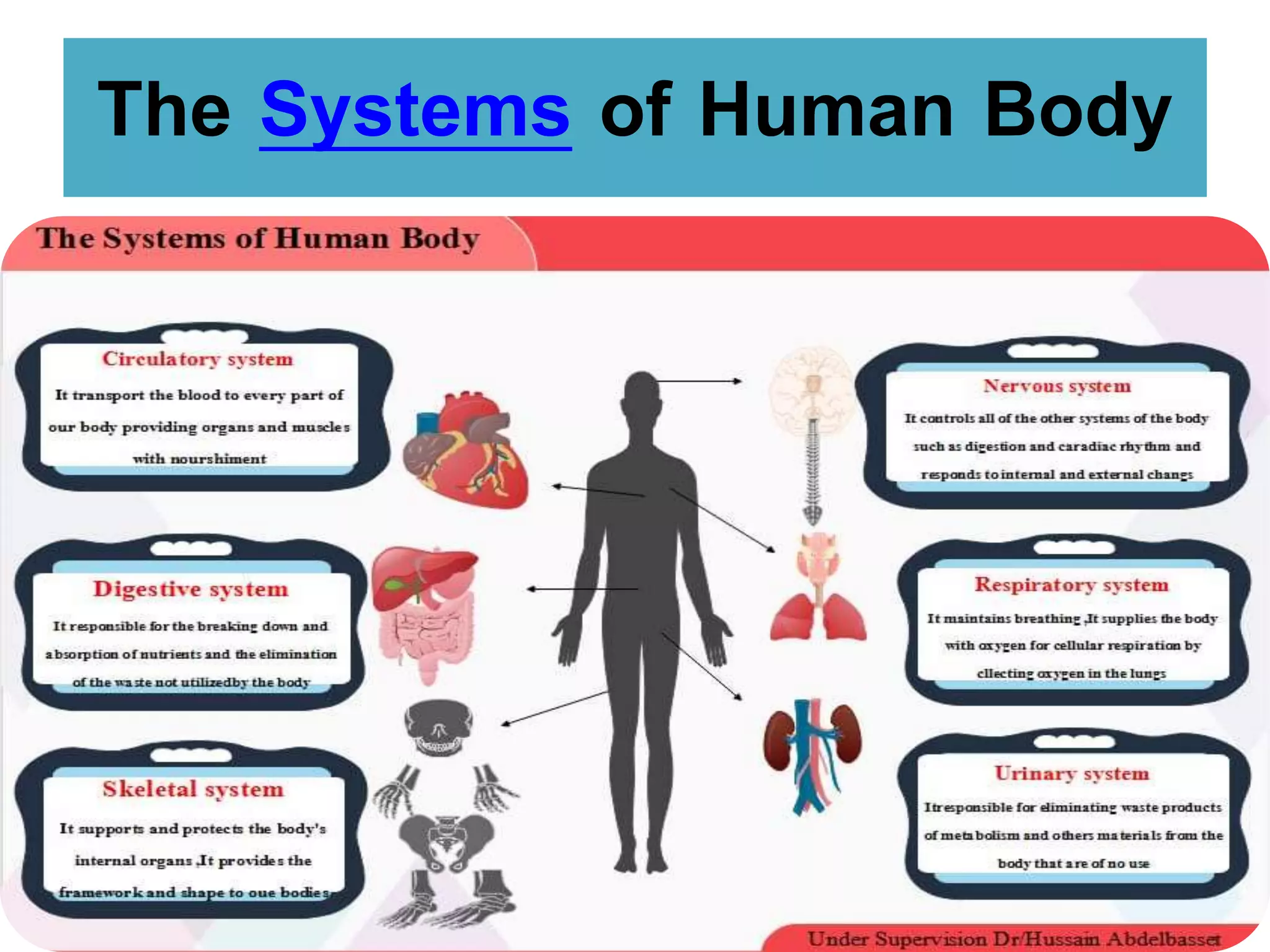 The systems of human body | PPTX