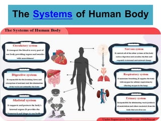 The systems of human body | PPTX