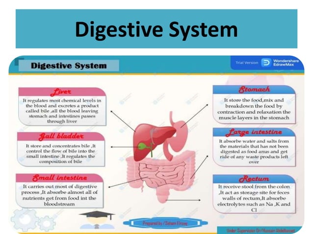 The systems of human body | PPTX | Biological Sciences | Science