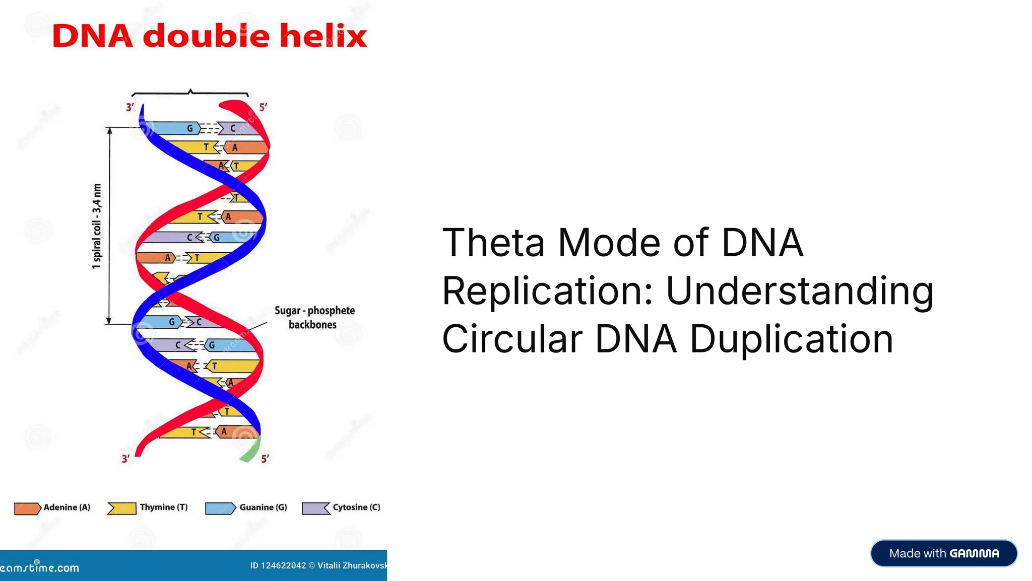 Theta-Mode-of-DNA-Replication-Understanding-Circular Molecular biology ...