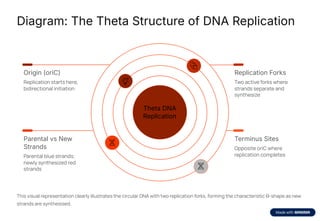 Theta-Mode-of-DNA-Replication-Understanding-Circular Molecular biology ...