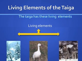 The taiga | PPTX