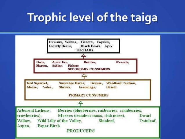 The taiga | PPTX | Biological Sciences | Science