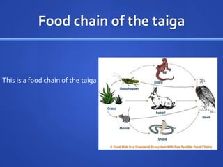 The taiga | PPTX
