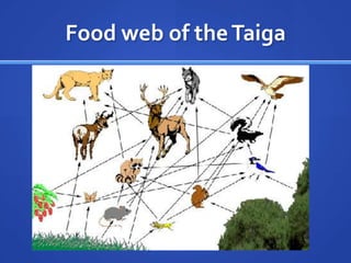 The taiga | PPTX