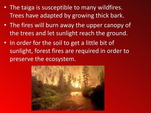 The taiga 2 | PPT