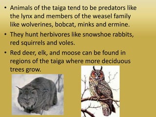 The taiga 2 | PPTX