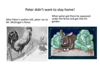 The Tale Of Peter Rabbit[1][1] | PPT | Books and Literature