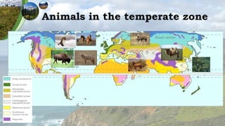 The temperate zone | PPTX