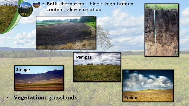 The temperate zone | PPTX