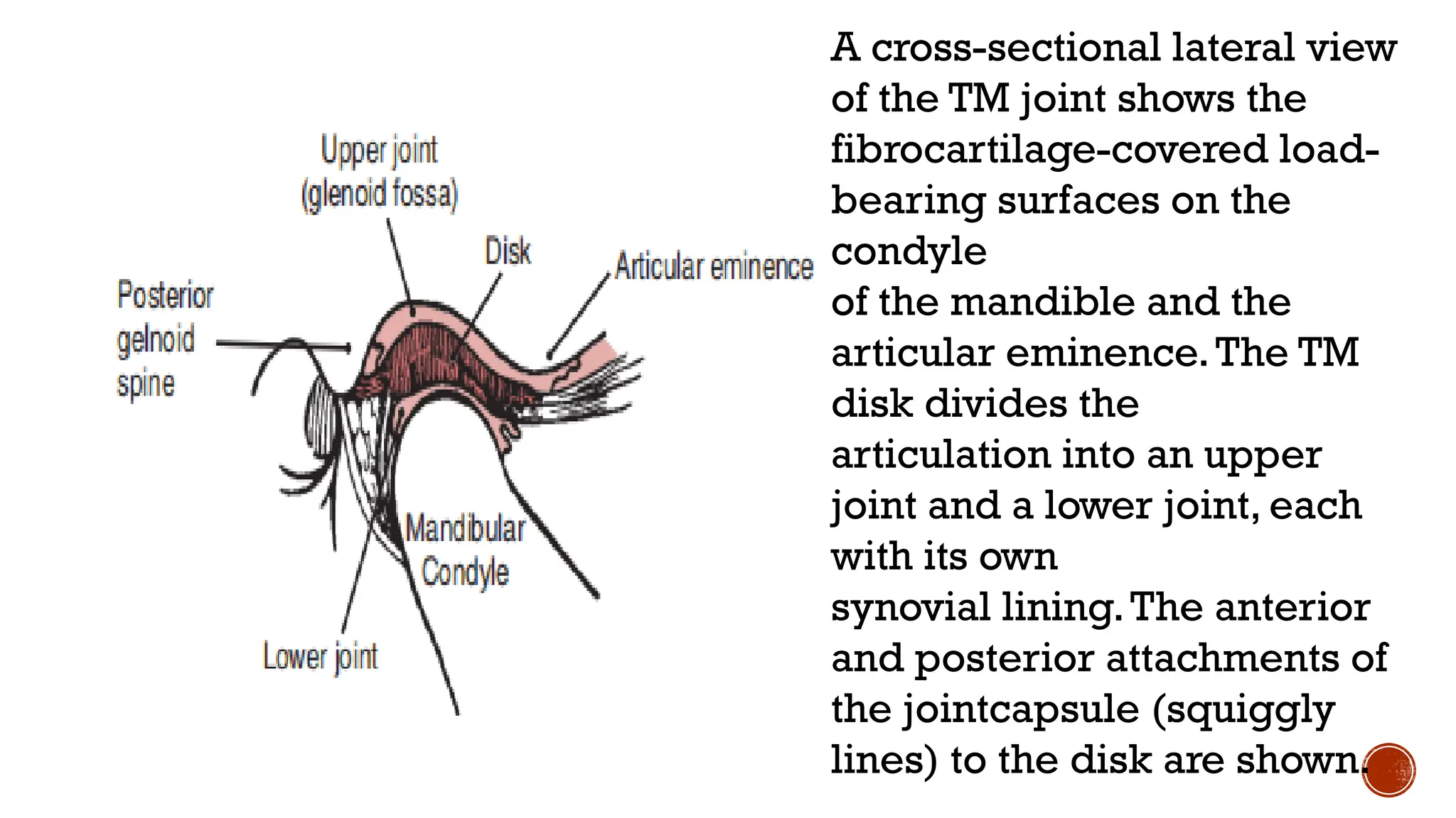 The Tempero-mandibular Joint and biomechanics of it | PPTX
