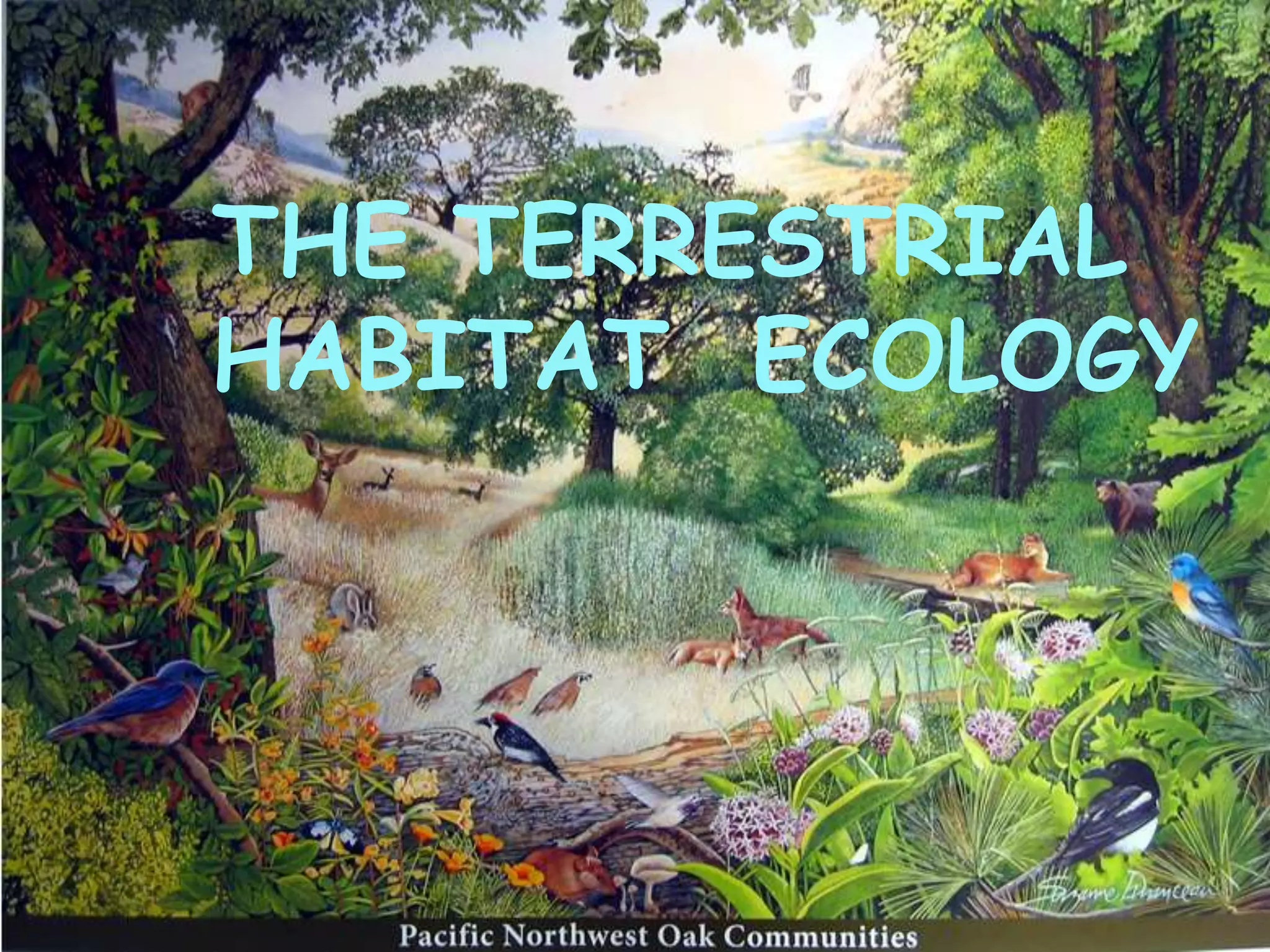 The terrestrial habitat | PPTX