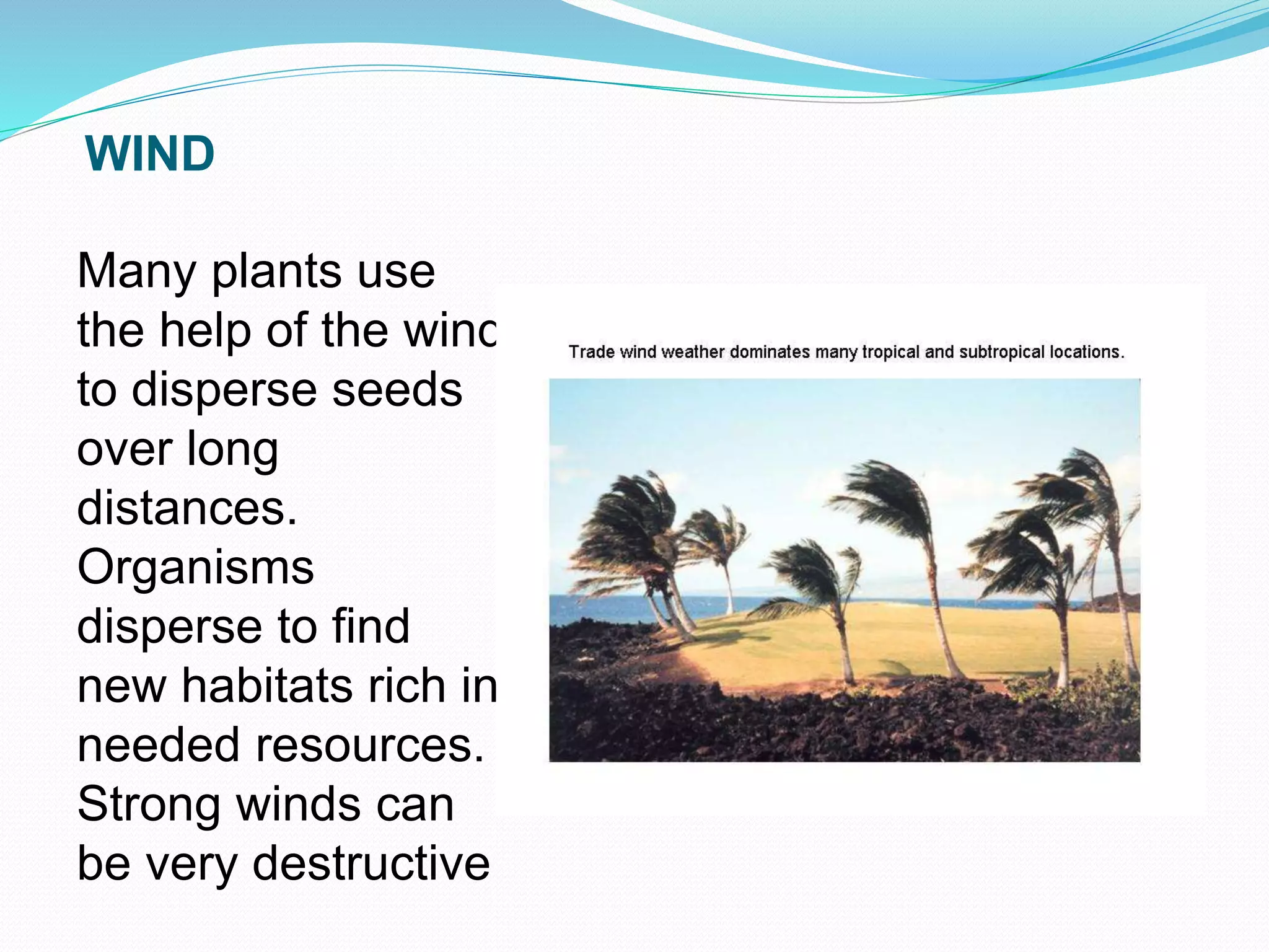 The terrestrial habitat | PPTX