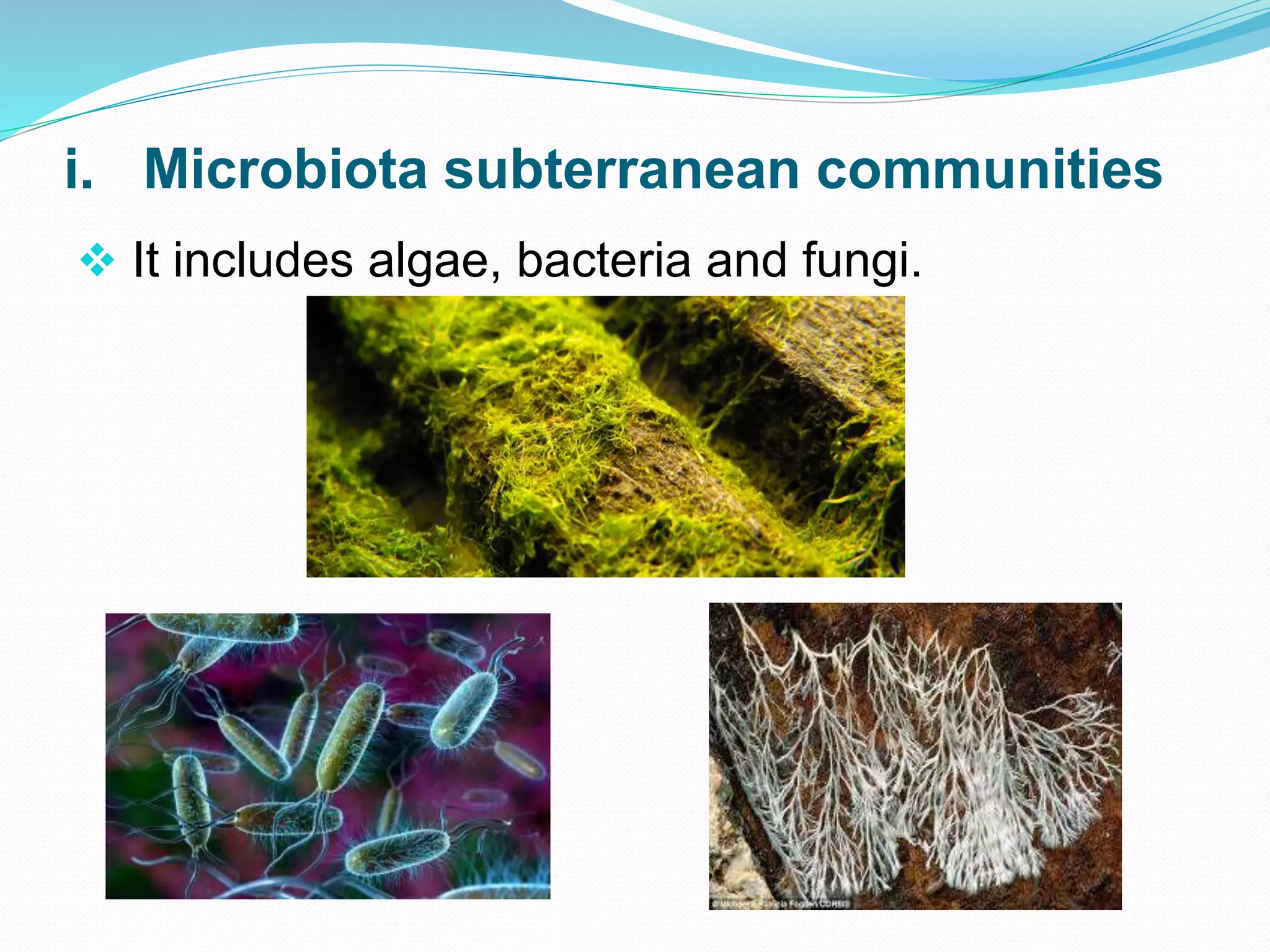 The terrestrial habitat | PPTX