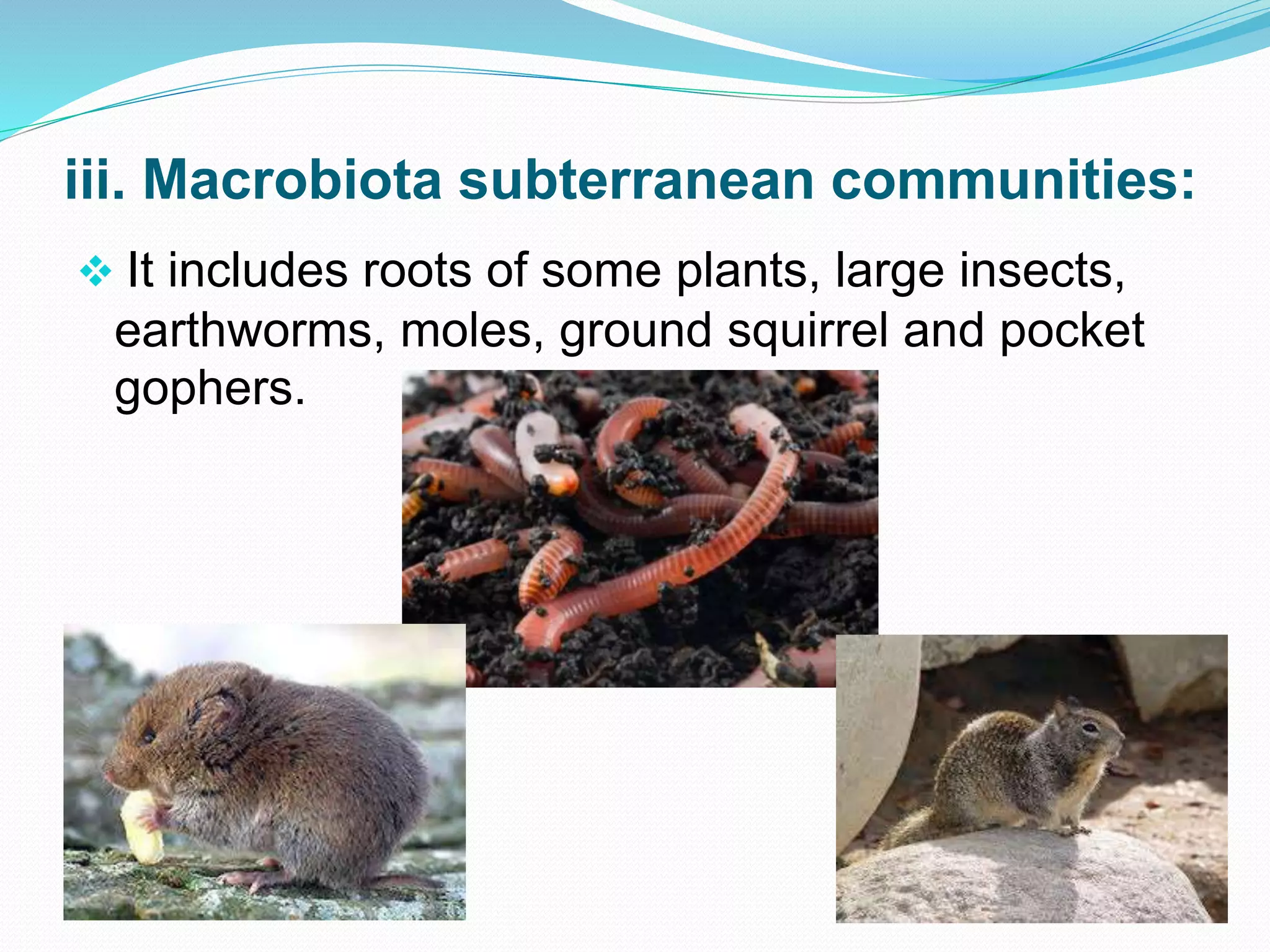 The terrestrial habitat | PPTX