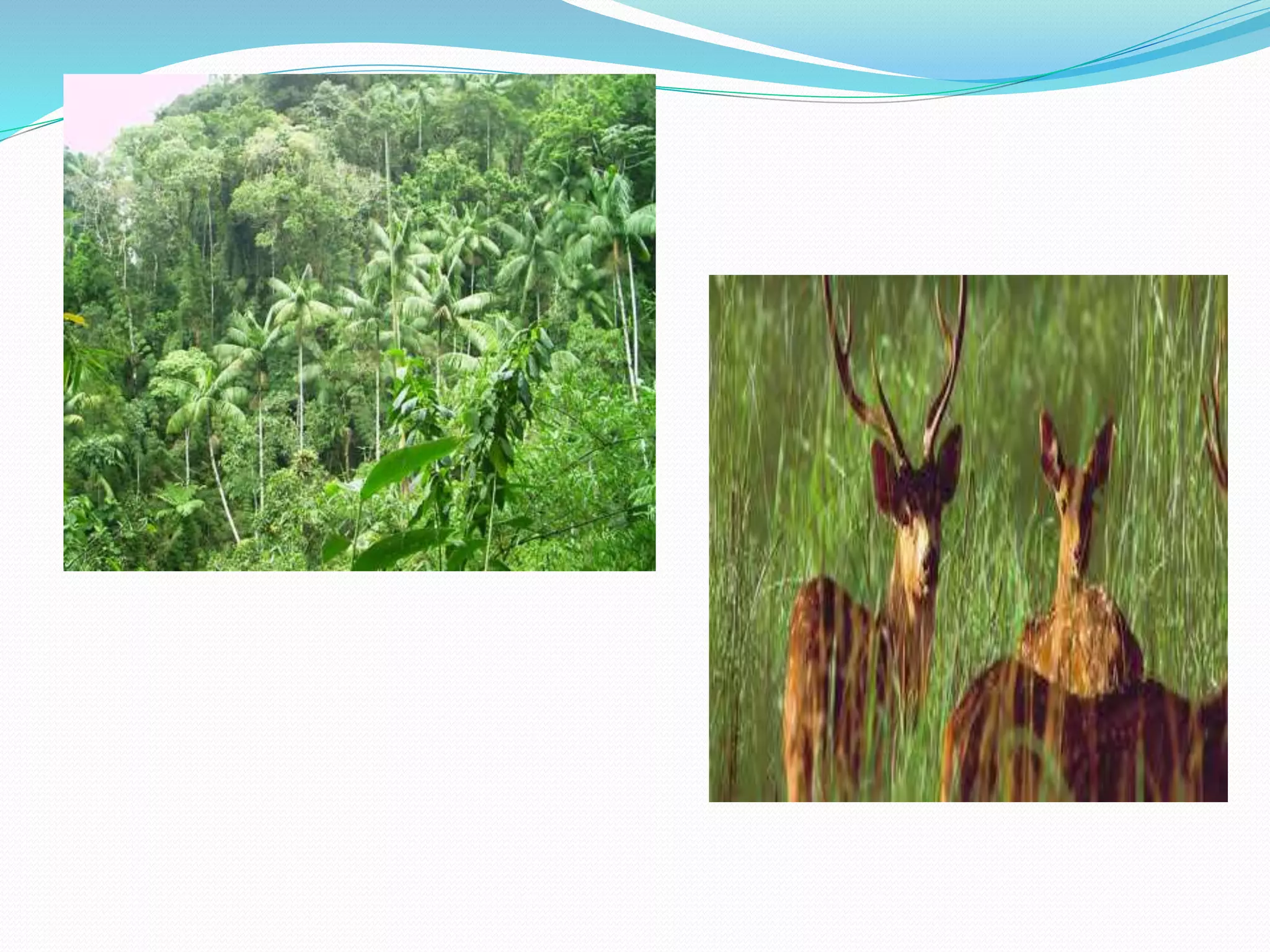 The terrestrial habitat | PPTX