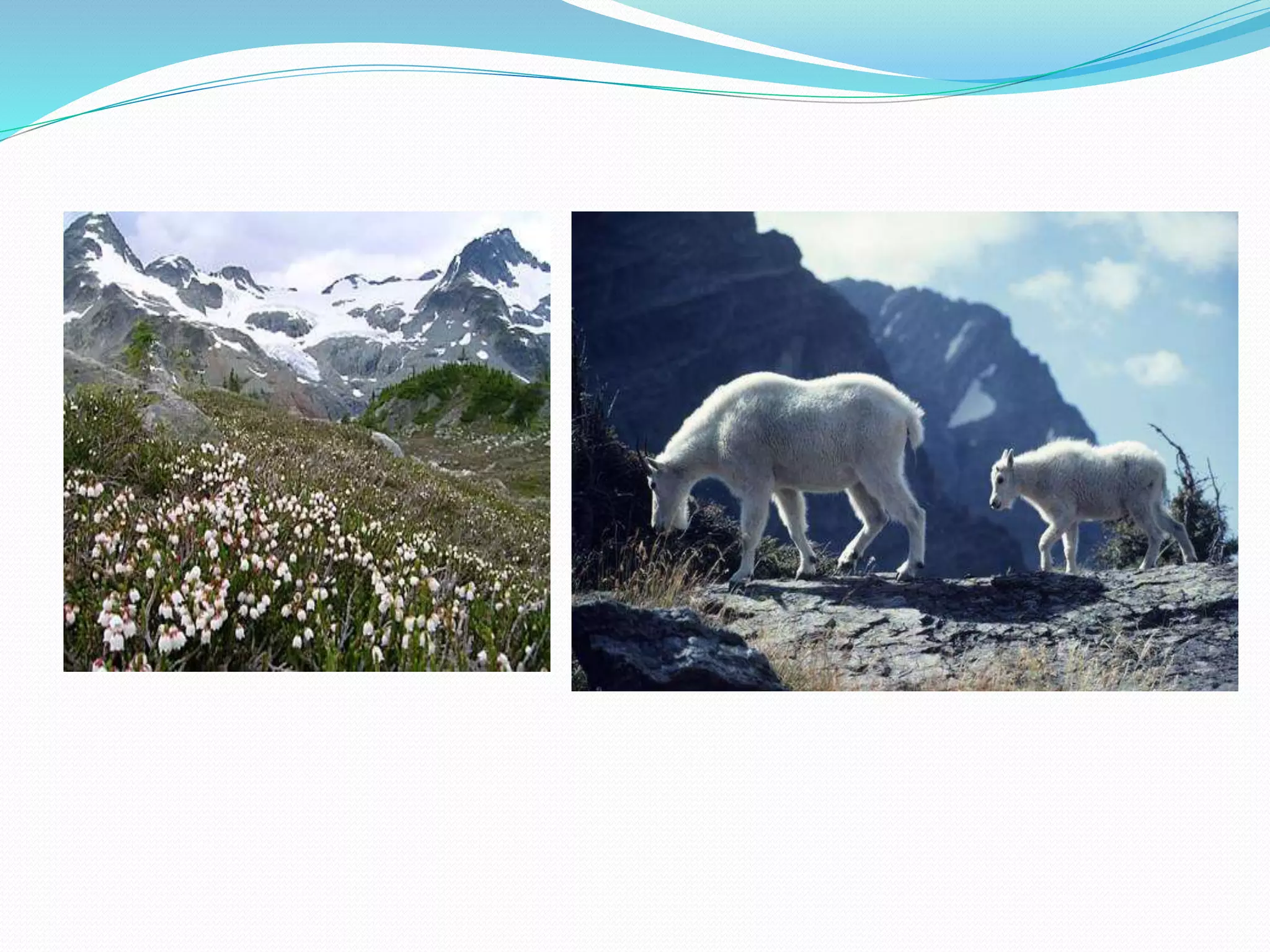 The terrestrial habitat | PPTX