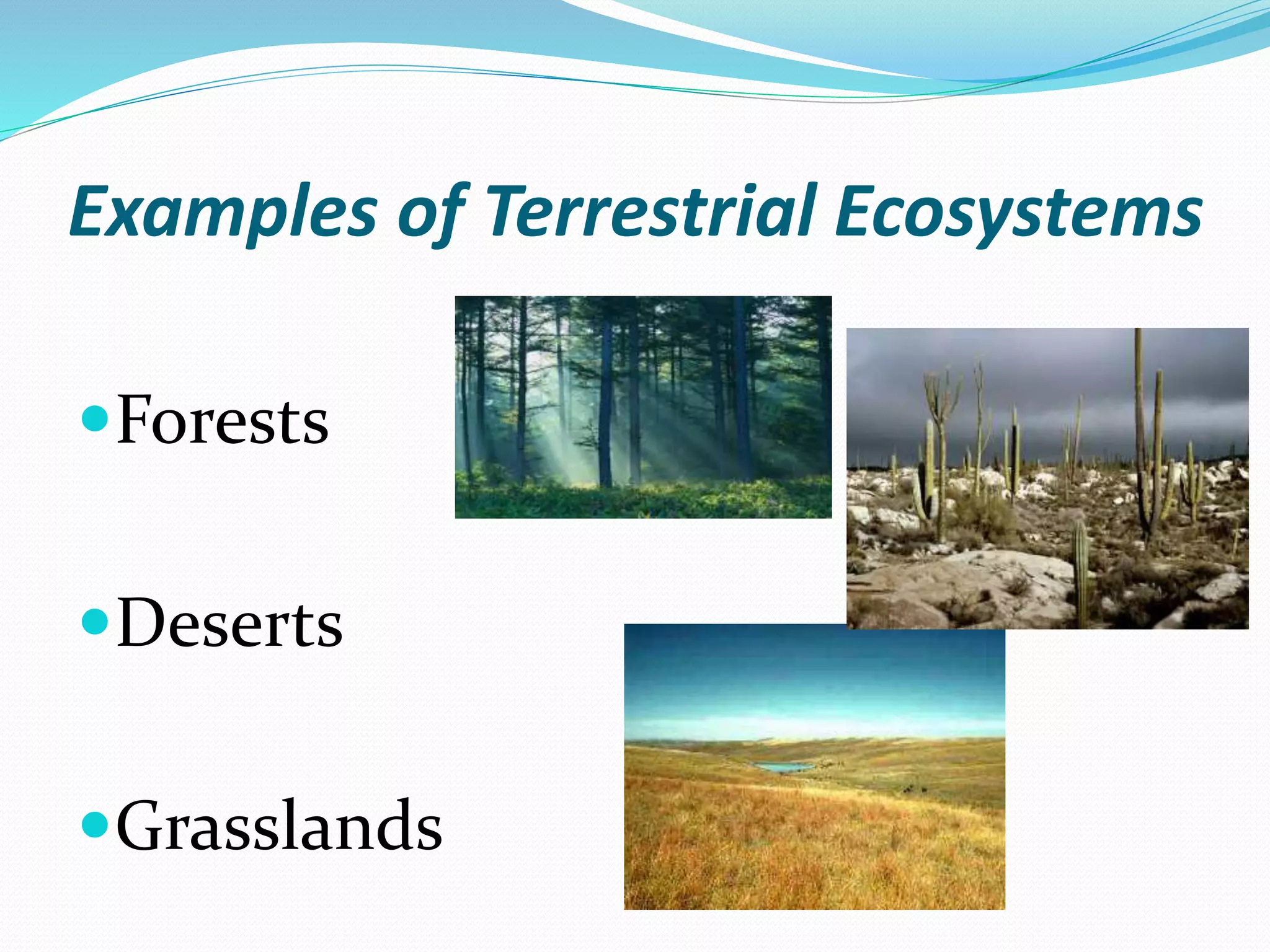The terrestrial habitat | PPTX