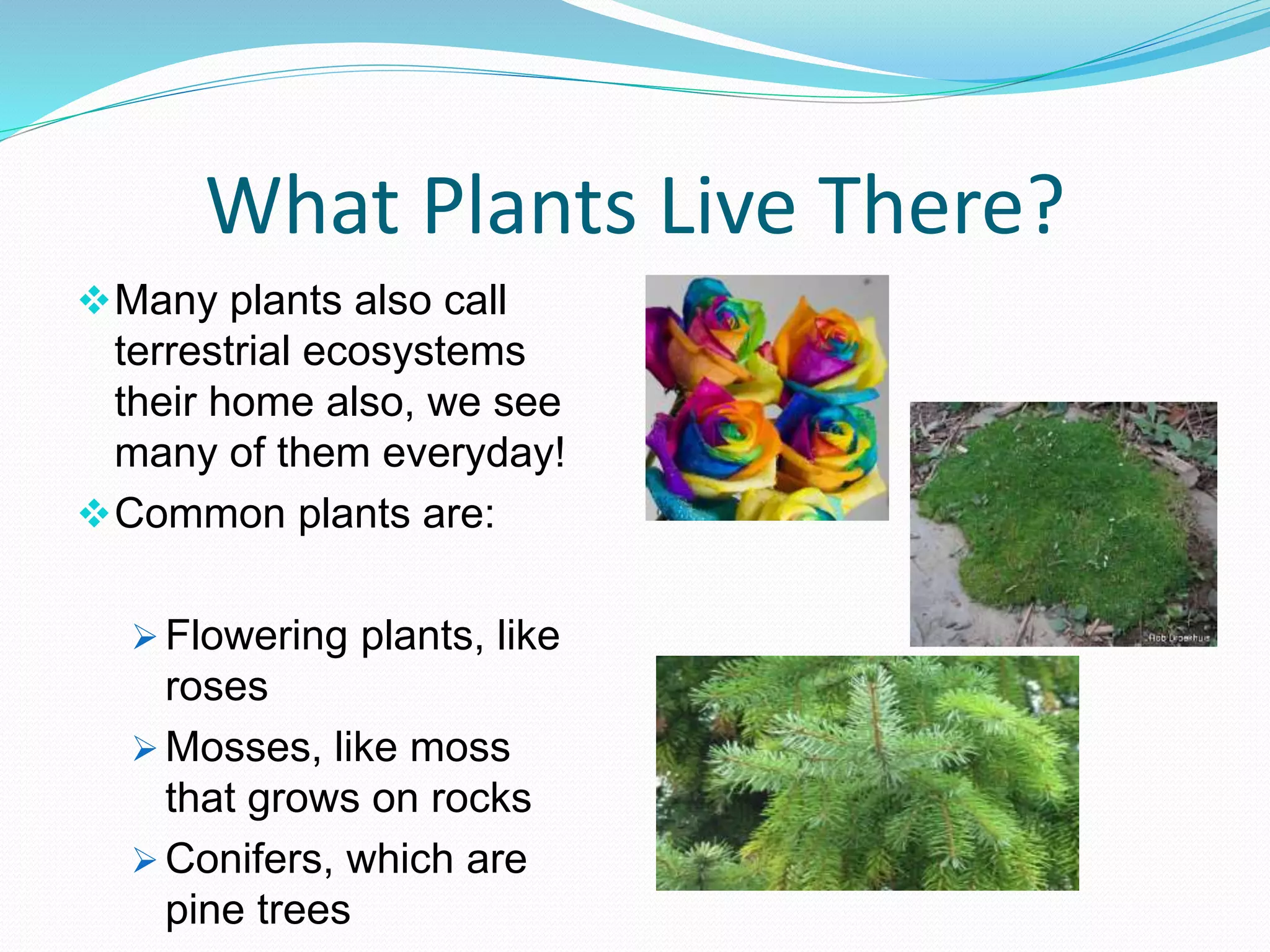 The terrestrial habitat | PPTX