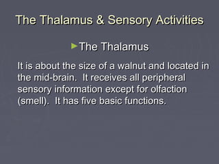 HIS 120 The Thalamus and Sensory Activities | PPT