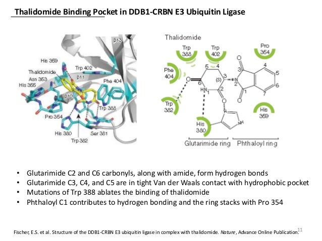 The thalidomide saga