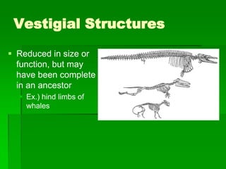 The Theory of Evolution | PPT