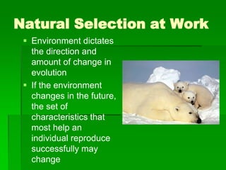 The Theory of Evolution | PPT