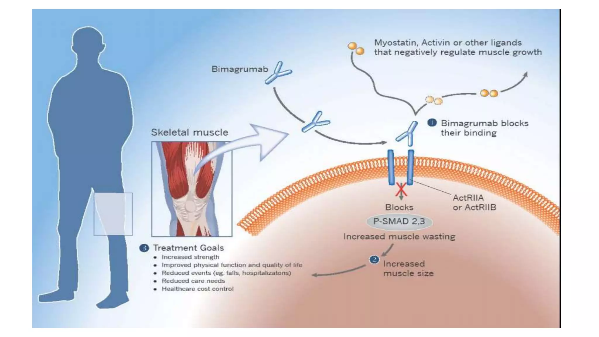 The Therapeutic Effect of Bimagrumab in Inclusion Body.pptx