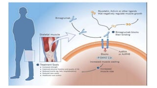 The Therapeutic Effect of Bimagrumab in Inclusion Body.pptx