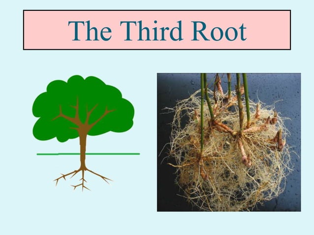 The third root afrolatino culture | PPTX