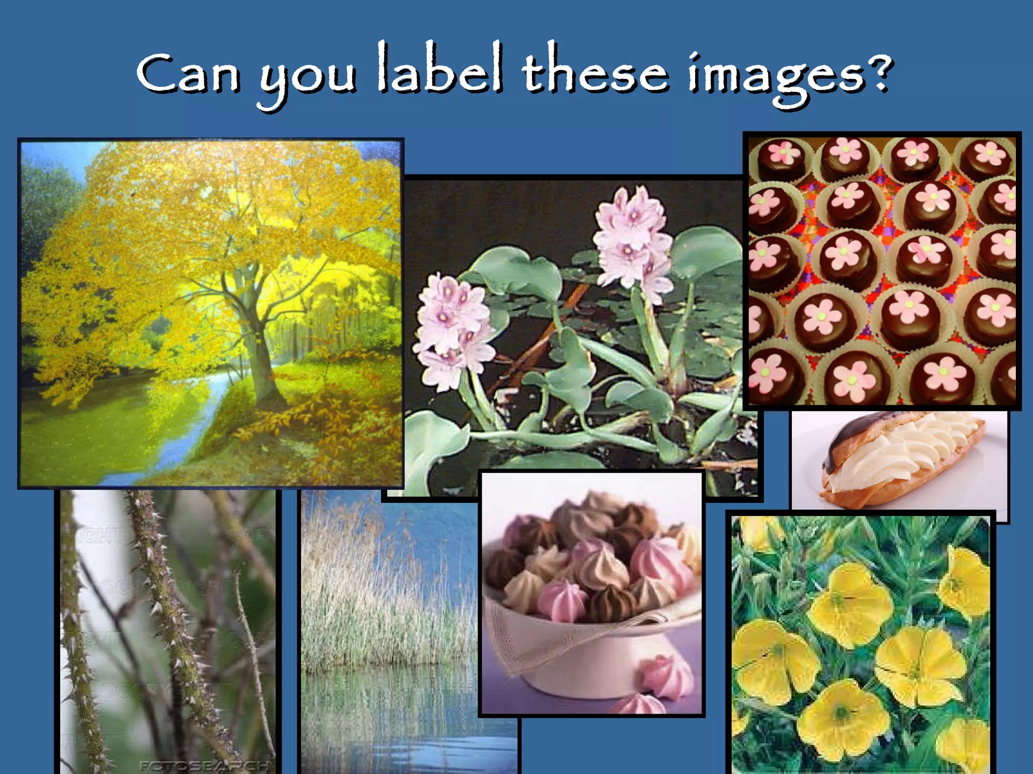 The Third Wish | PPT