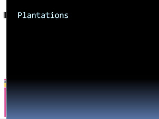 The thirteen colonies ppt. (1) | PPT