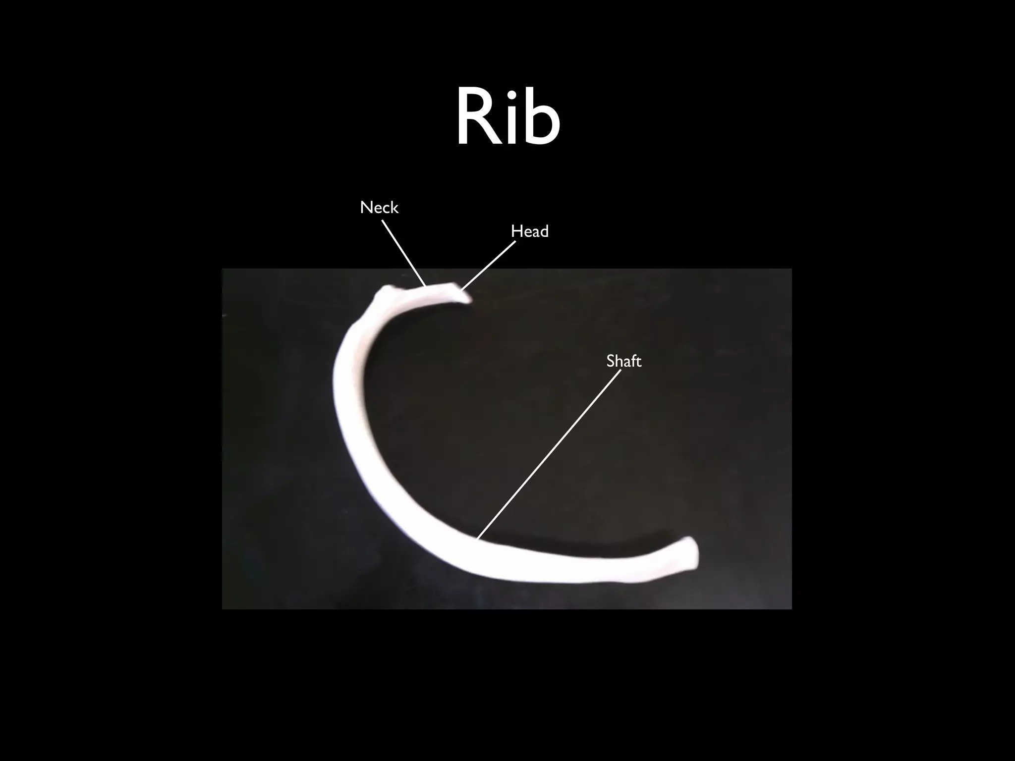 The thoracic cage | PPT