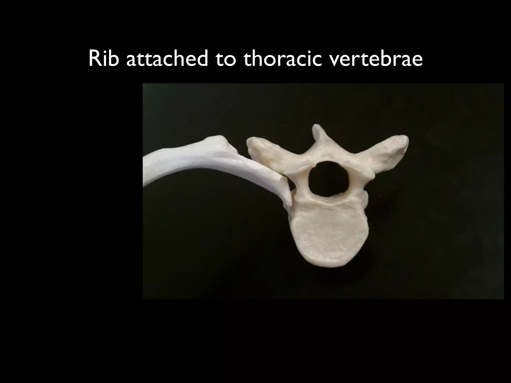 The thoracic cage | PPT | Free Download