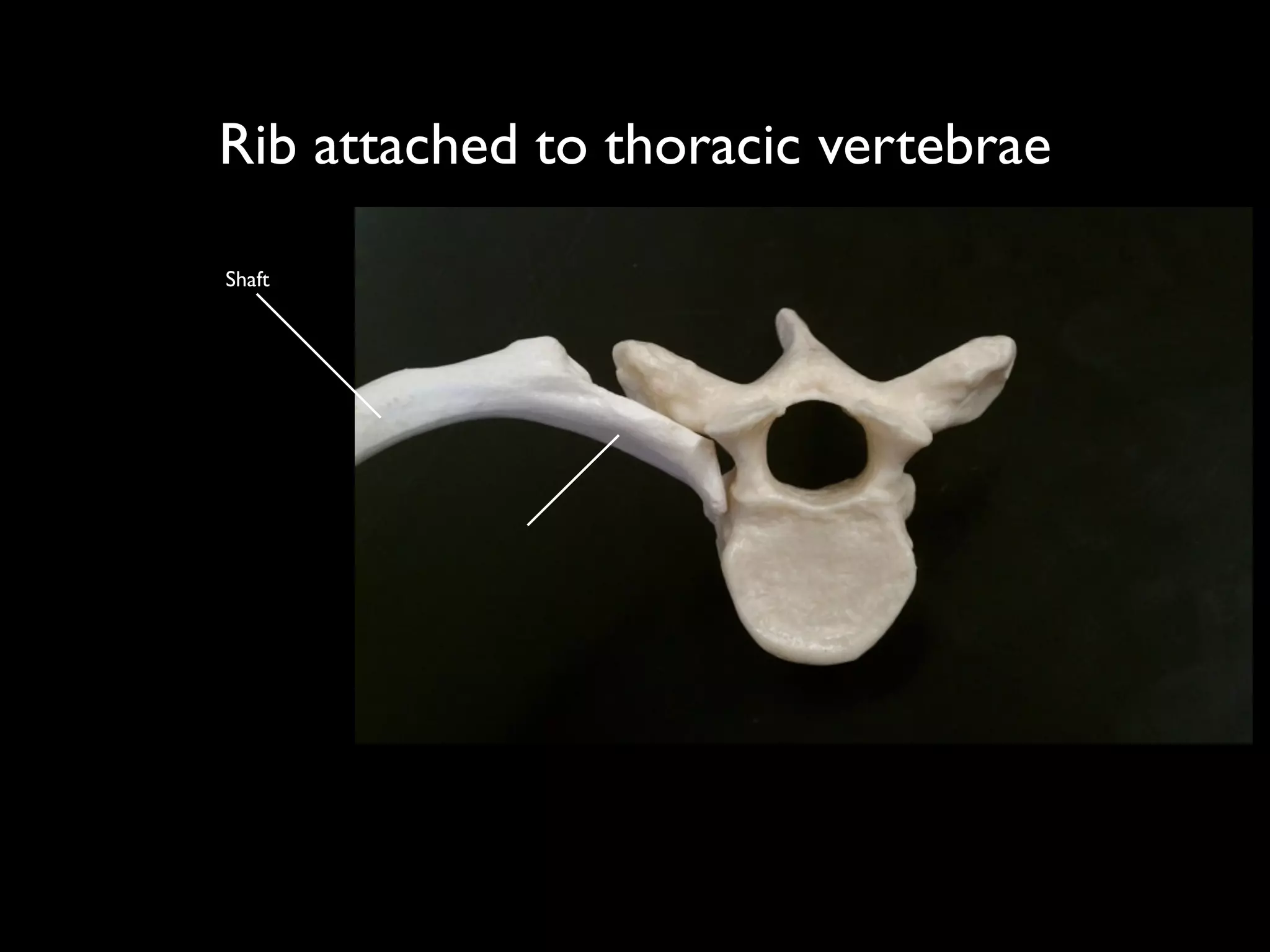 The thoracic cage | PPT | Free Download