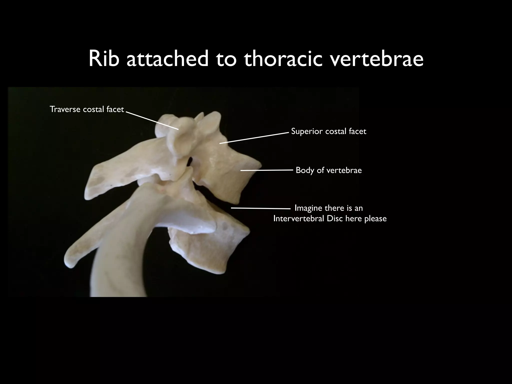 The thoracic cage | PPT