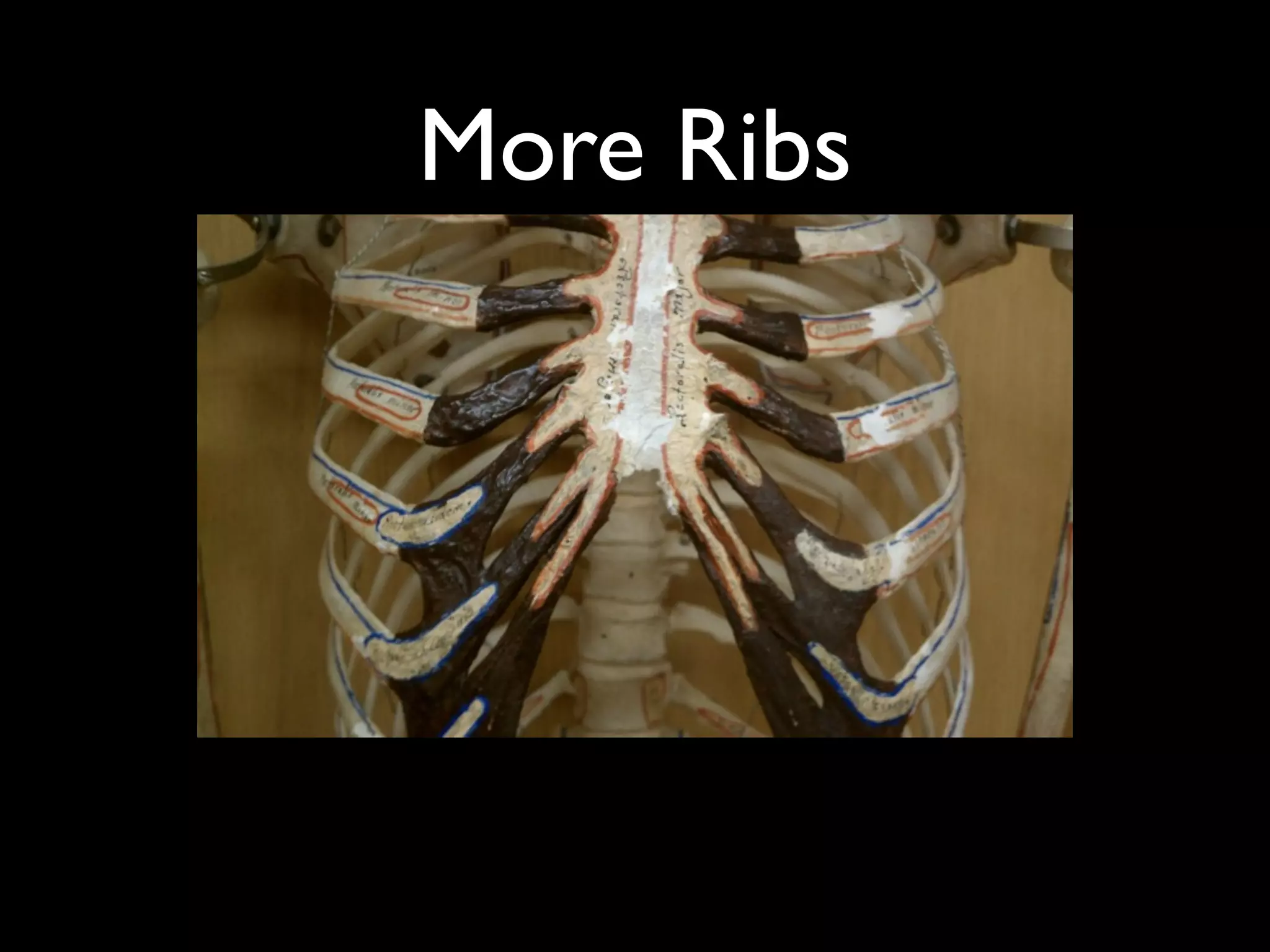 The thoracic cage | PPT